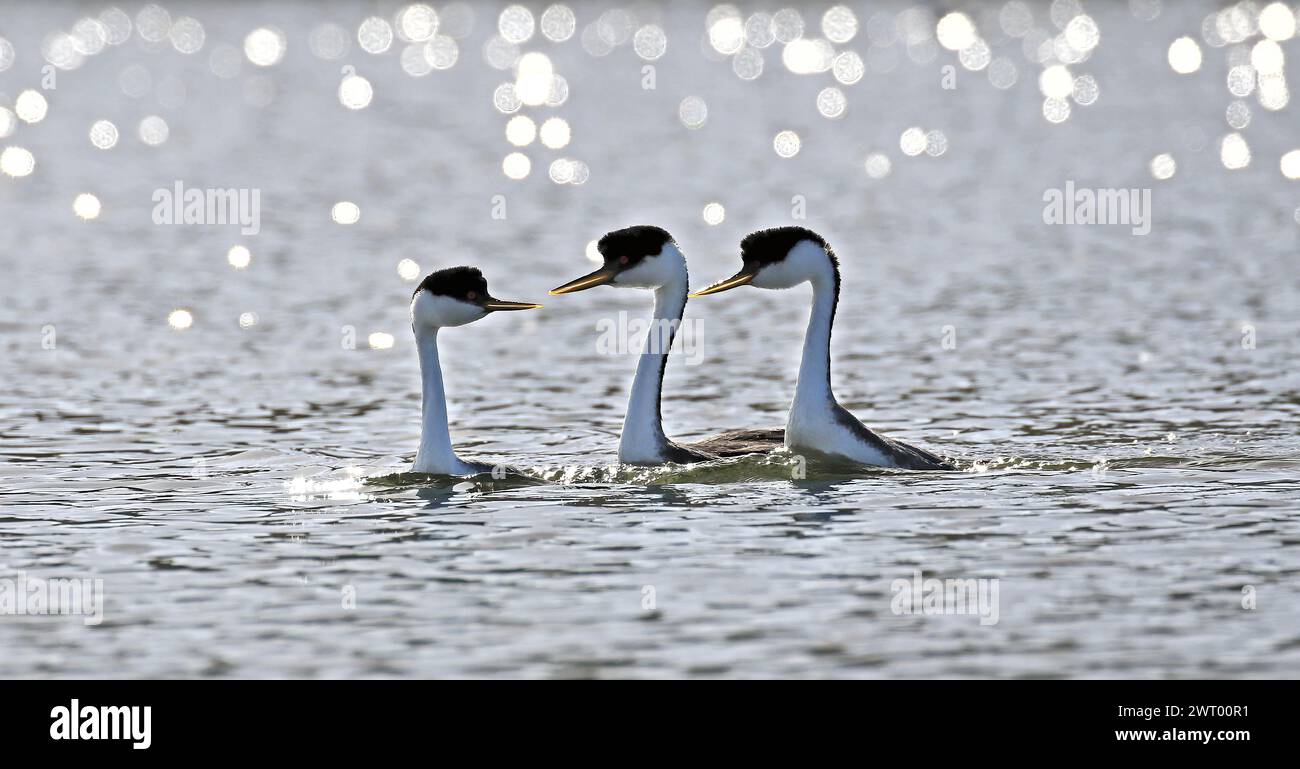 Western Grebes Dancing in the Lake Stock Photo - Alamy