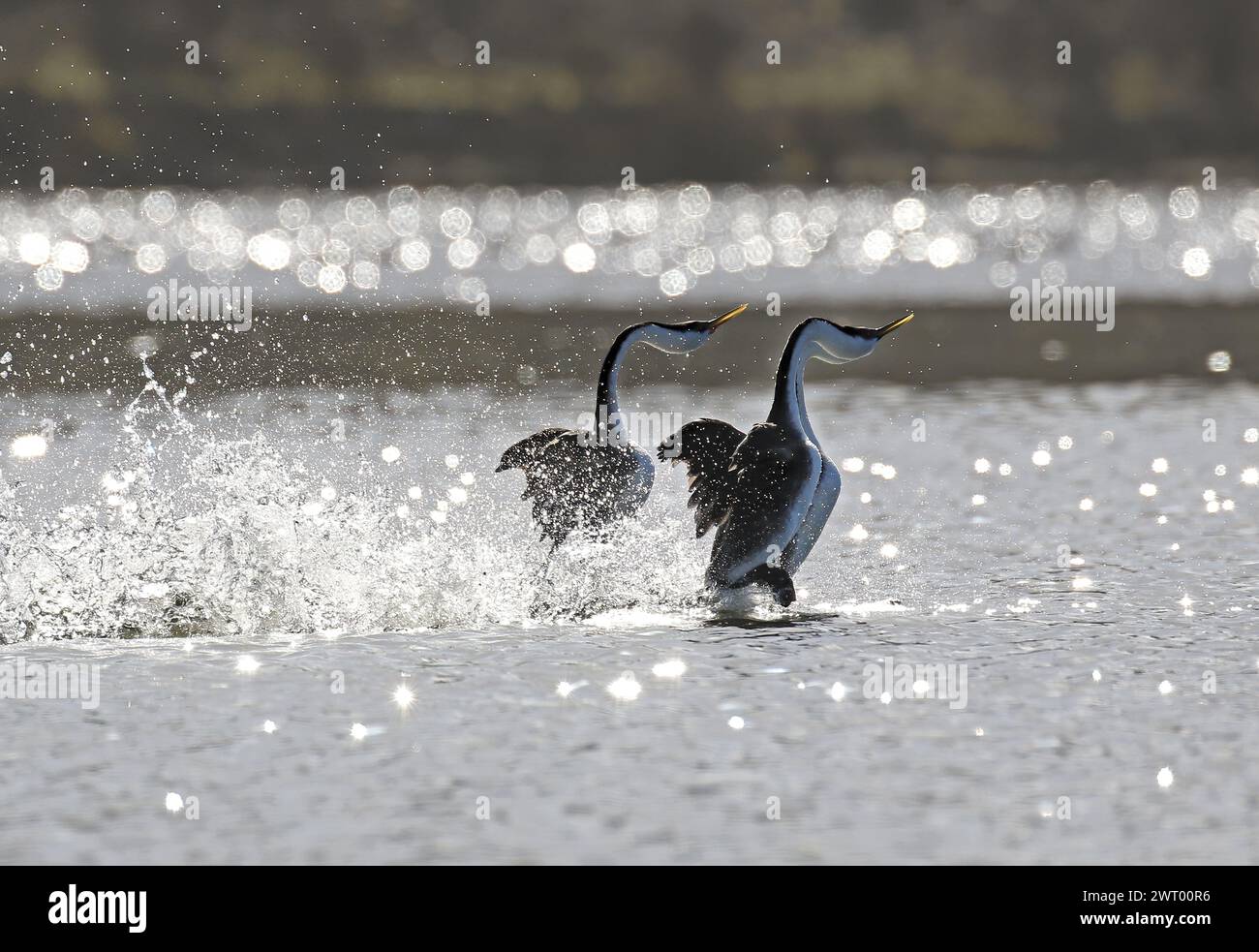 Western Grebes Dancing in the Lake Stock Photo - Alamy