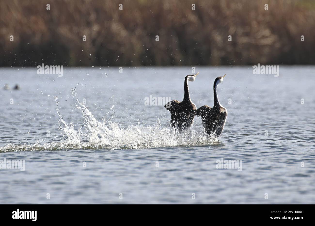 Western Grebes Dancing in the Lake Stock Photo - Alamy