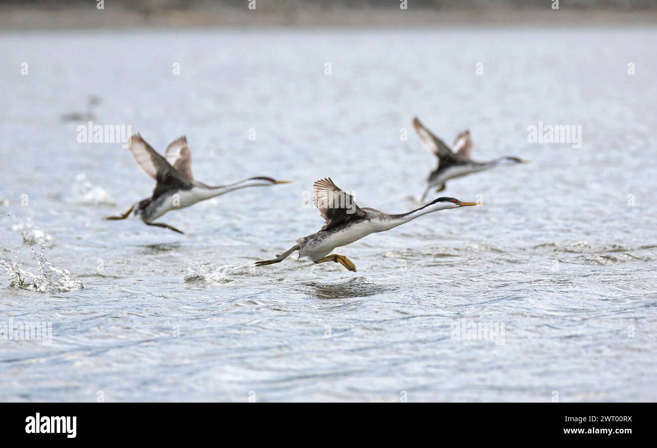Western Grebes Dancing in the Lake Stock Photo - Alamy