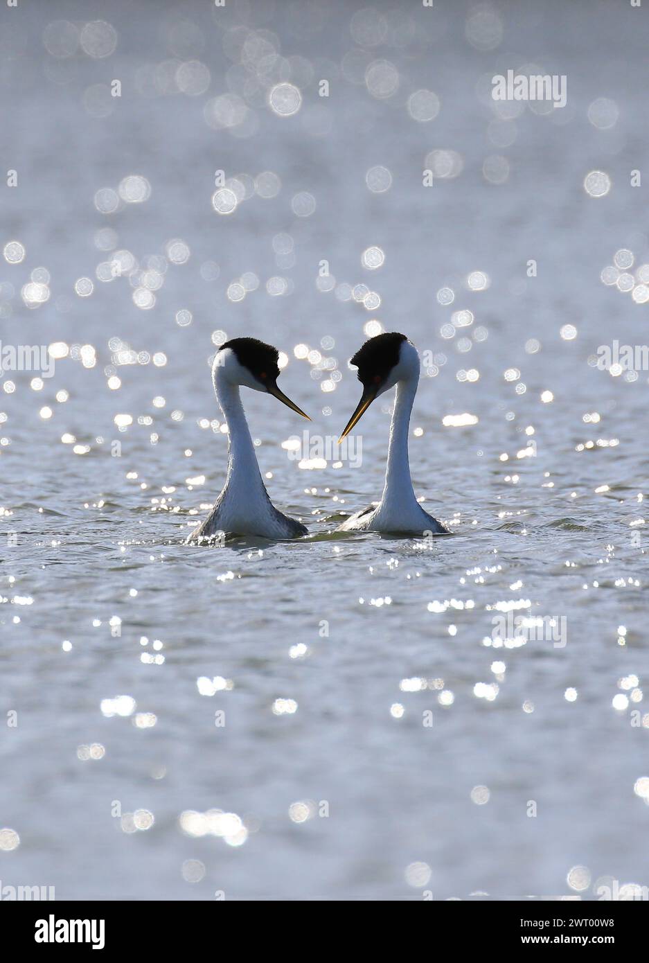 Western Grebes Dancing in the Lake Stock Photo - Alamy
