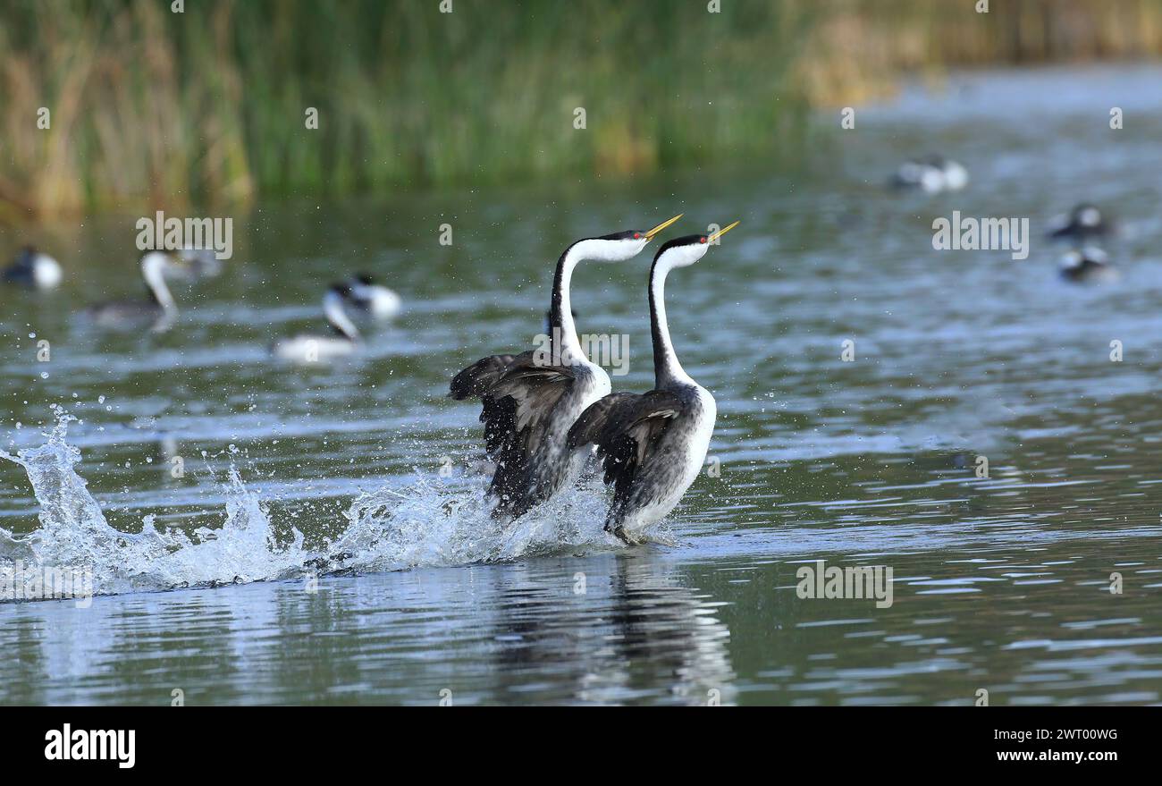 Western Grebes Dancing in the Lake Stock Photo - Alamy