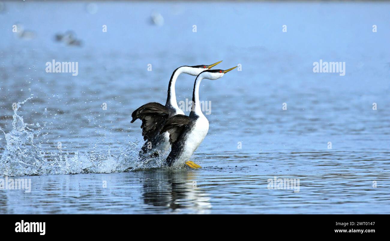 Western Grebes Dancing in the Lake Stock Photo - Alamy