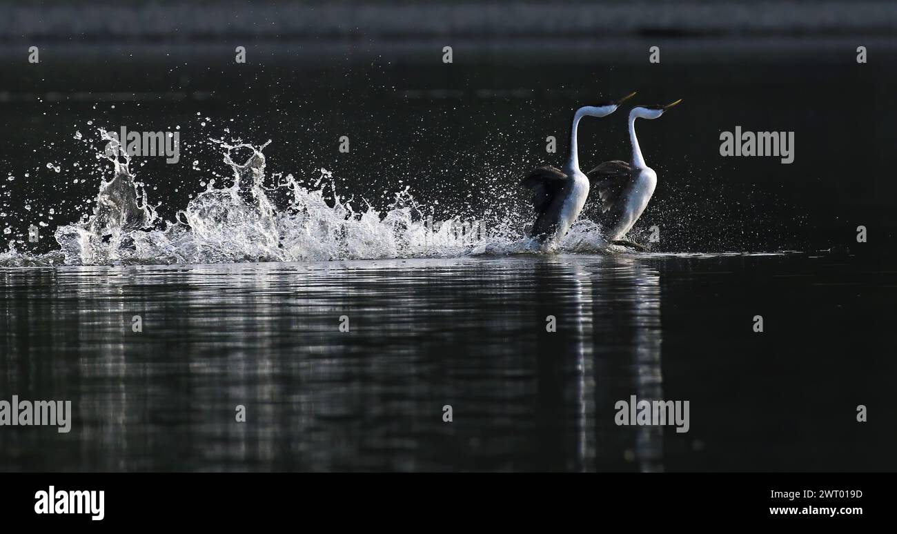 Western Grebes Dancing in the Lake Stock Photo - Alamy