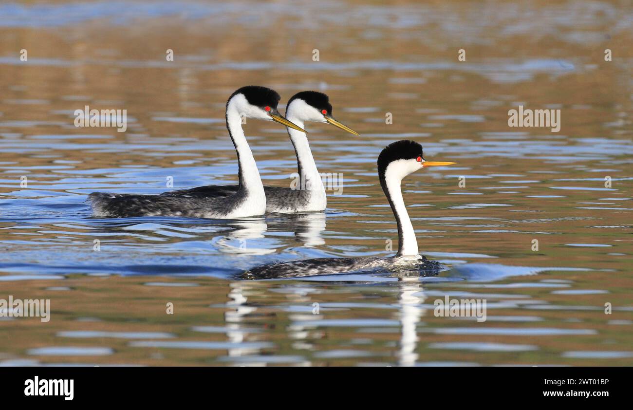 Western Grebes Dancing in the Lake Stock Photo - Alamy