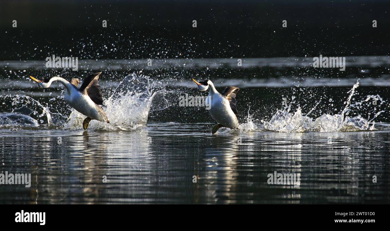 Western Grebes Dancing in the Lake Stock Photo - Alamy