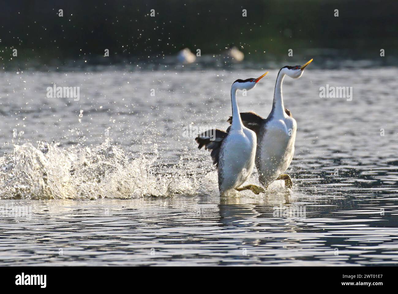 Western Grebes Dancing in the Lake Stock Photo - Alamy