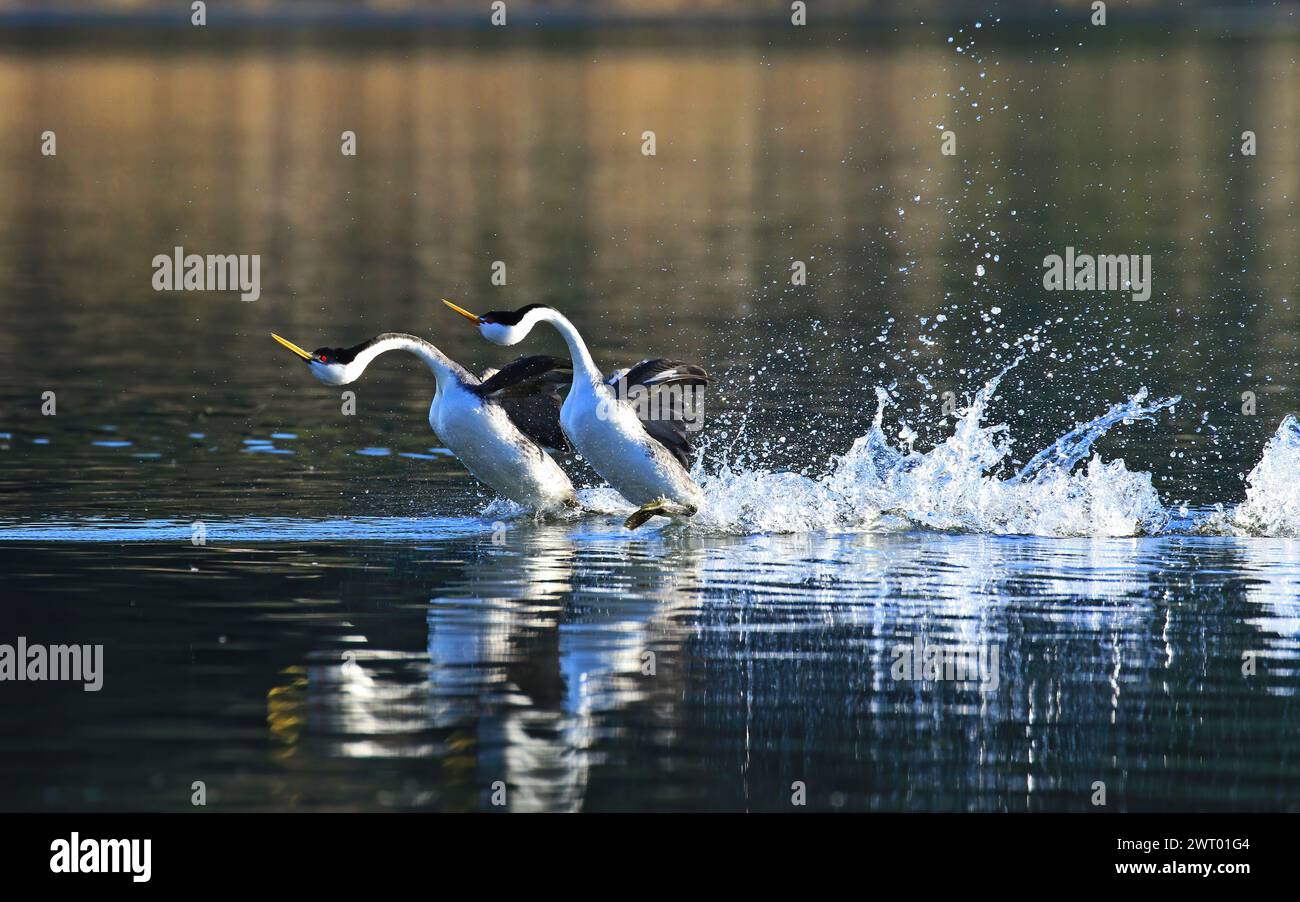 Western Grebes Dancing in the Lake Stock Photo - Alamy