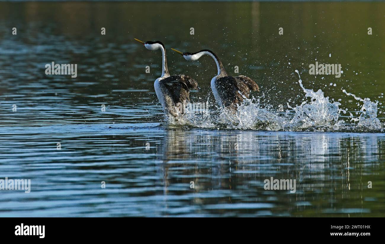 Western Grebes Dancing in the Lake Stock Photo - Alamy