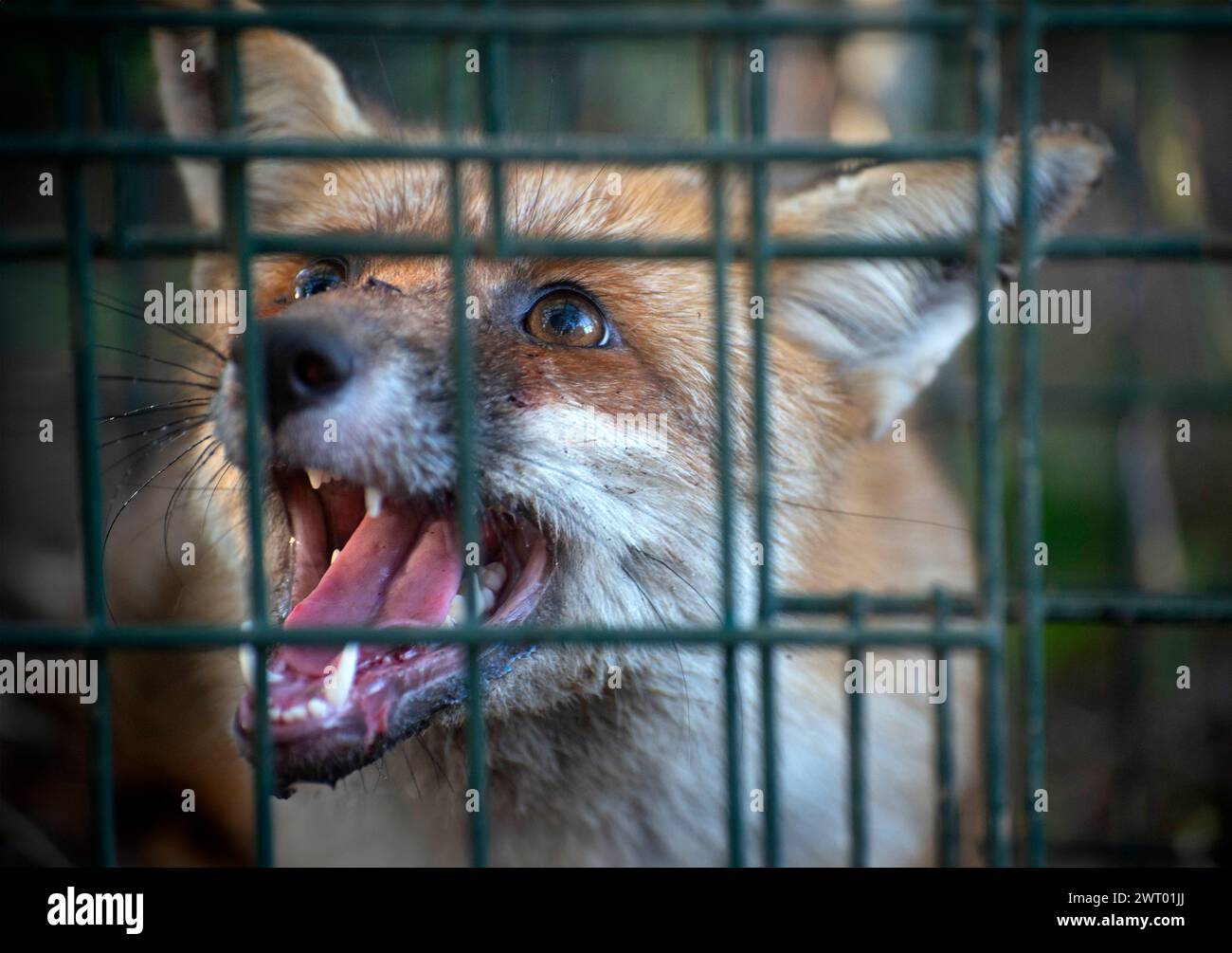 red fox trapped in a cage in a garden Stock Photo - Alamy