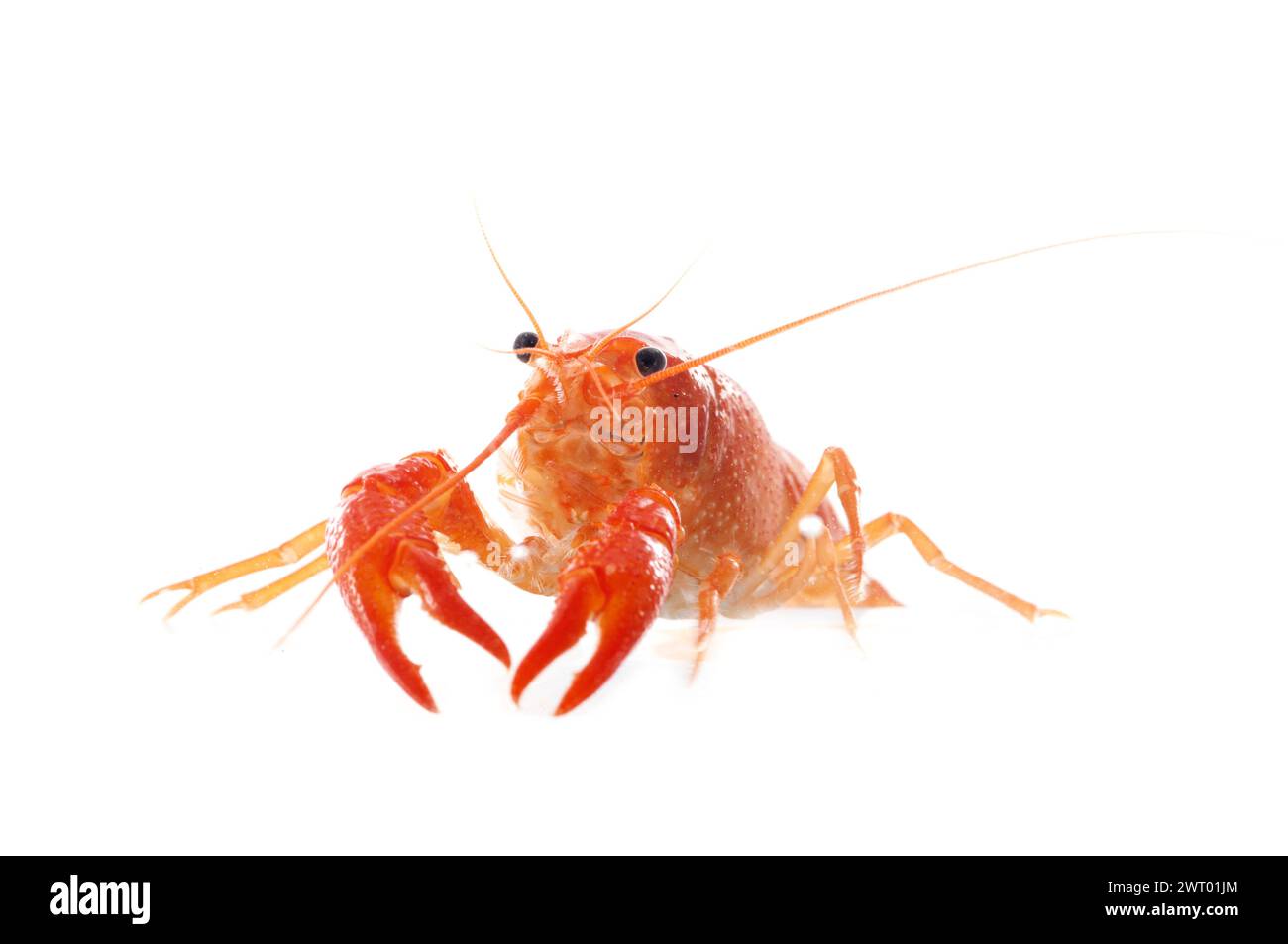 red crayfish in front of white background Stock Photo - Alamy