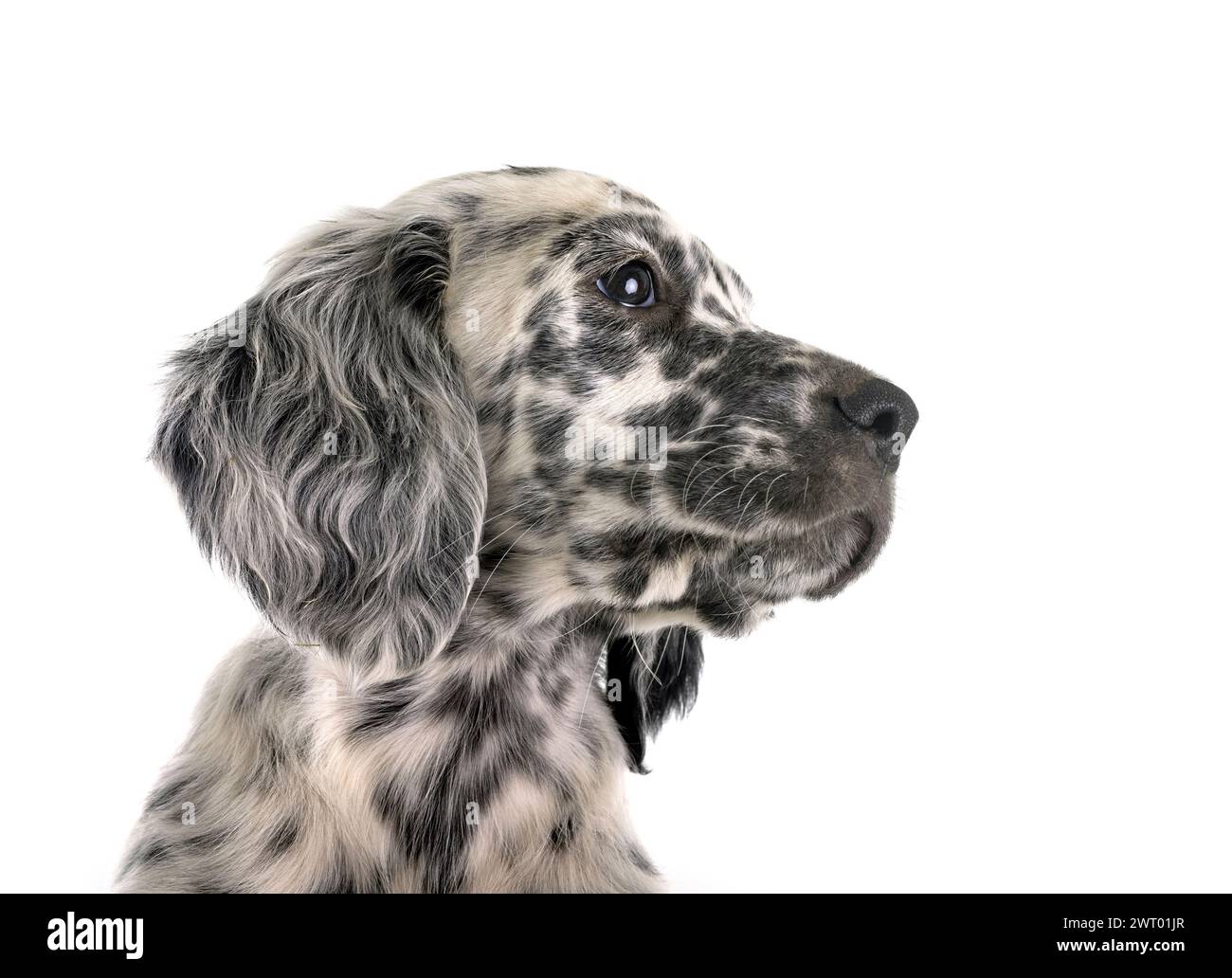puppy english setter in front of white background Stock Photo - Alamy