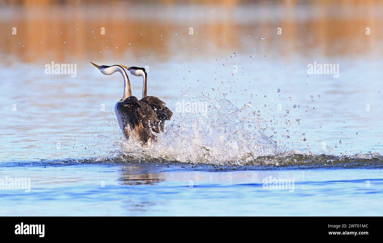 Western Grebes Dancing in the Lake Stock Photo - Alamy