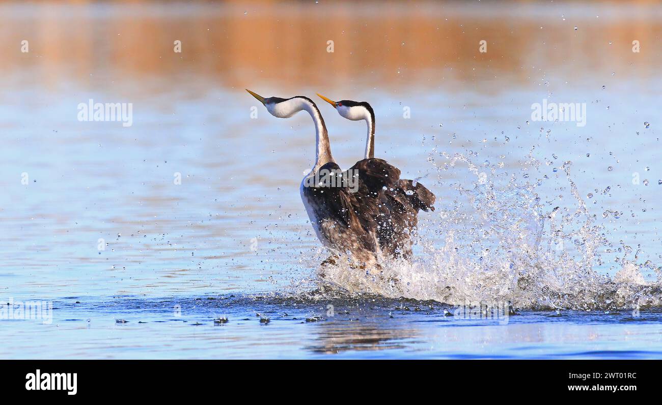Western Grebes Dancing in the Lake Stock Photo - Alamy