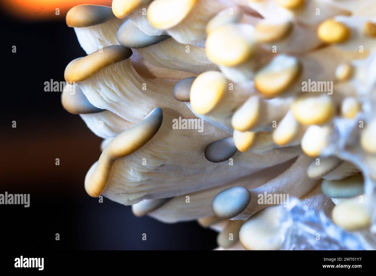 Group fresh pleurotus ostreatus hi-res stock photography and images - Alamy