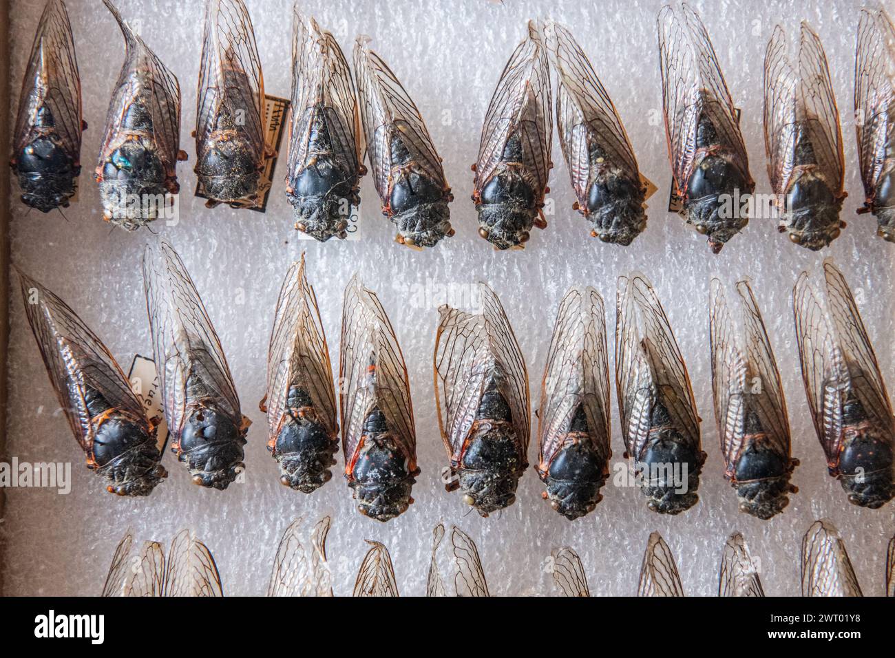Many cicadas hi-res stock photography and images - Alamy