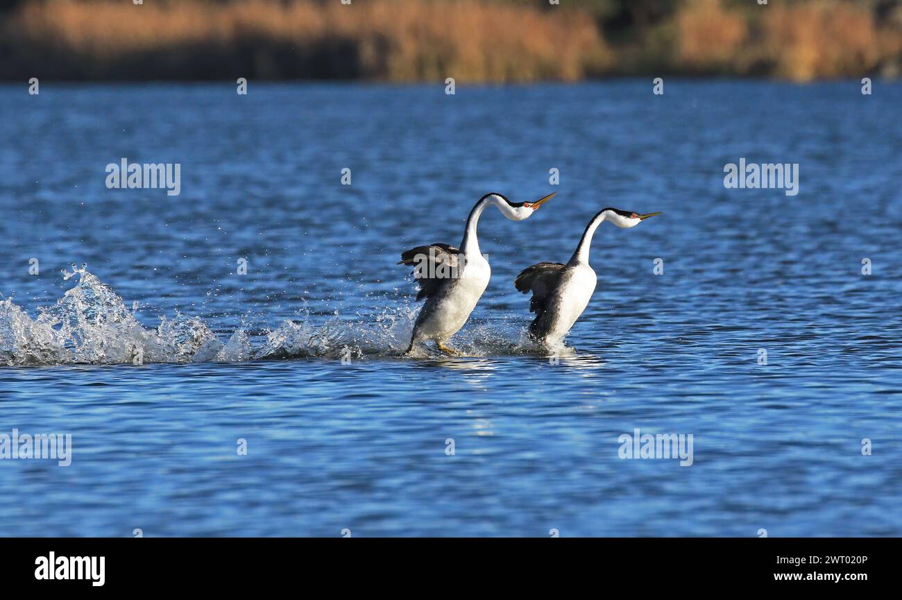 Western Grebes Dancing in the Lake Stock Photo - Alamy