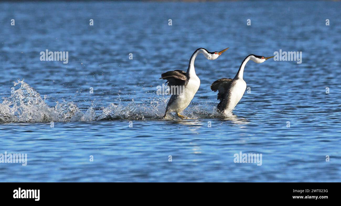 Western Grebes Dancing in the Lake Stock Photo - Alamy