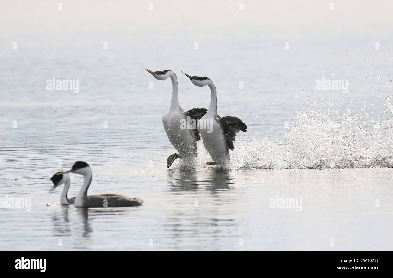 Western Grebes Dancing in the Lake Stock Photo - Alamy