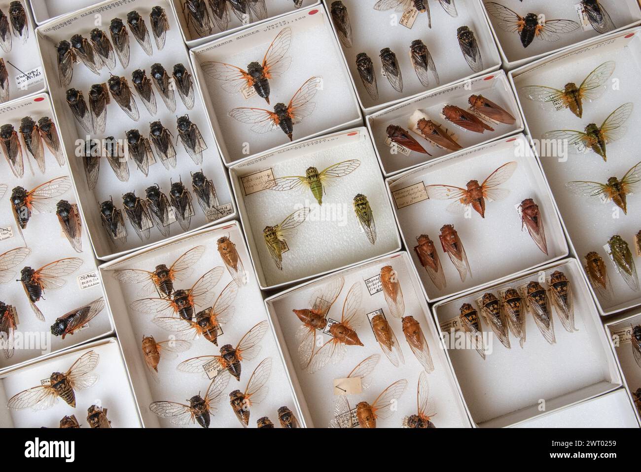 Many pinned cicadas in a museum case showing cicada diversity of North ...
