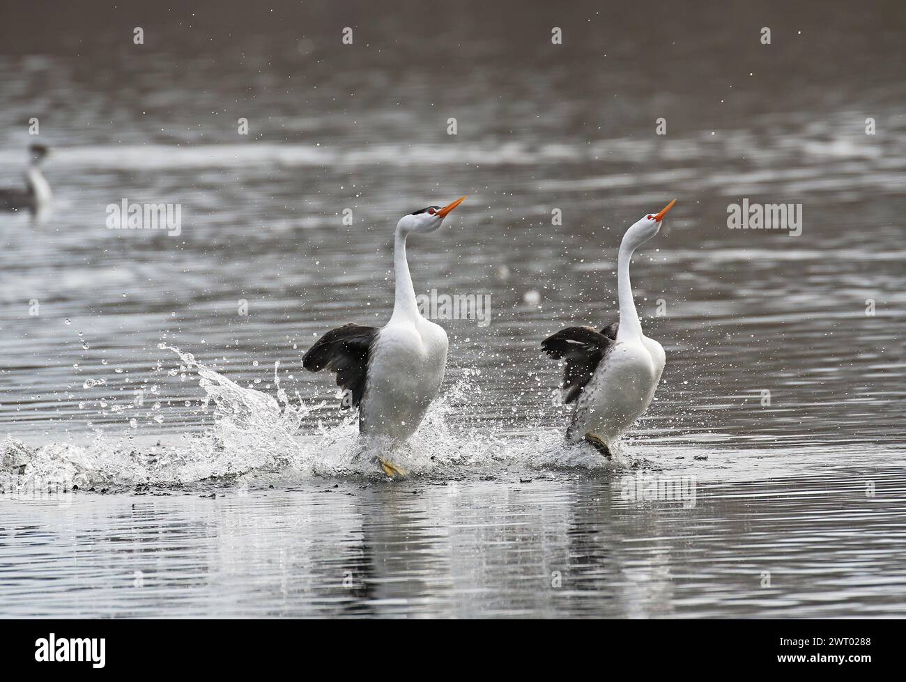 Western Grebes Dancing in the Lake Stock Photo - Alamy