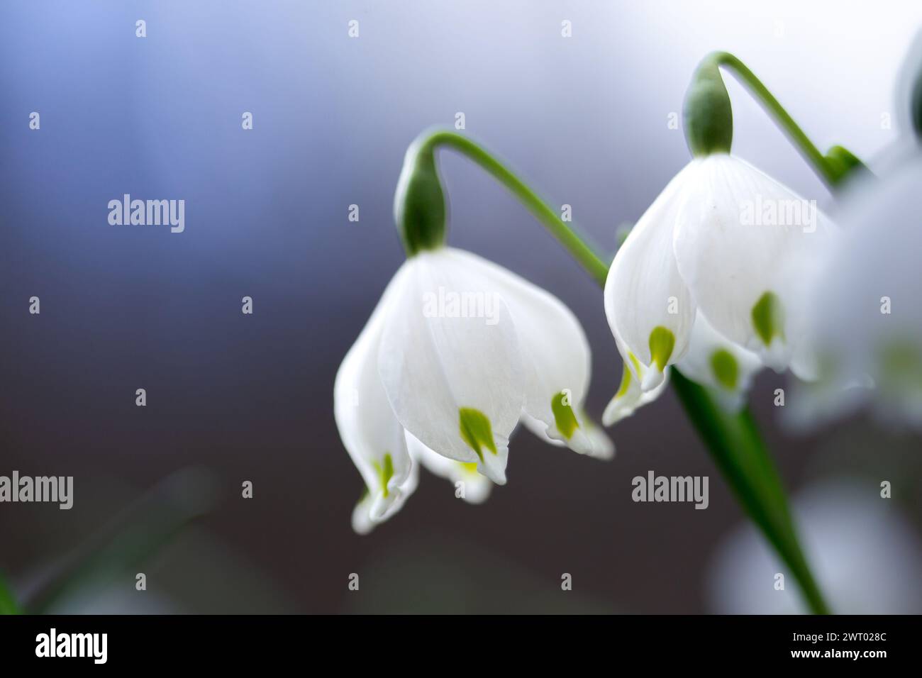 Beautiful spring snowflake flowers blooming in the forest, soft focus ...