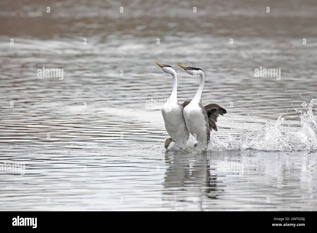 Western Grebes Dancing in the Lake Stock Photo - Alamy