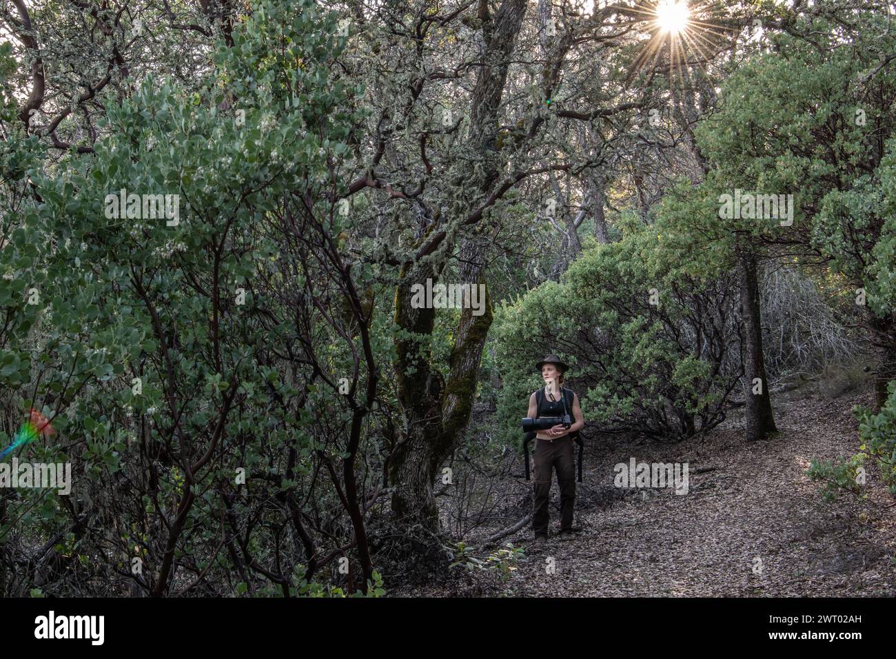 A female hiker in the dense understory of a madrone forest in Henry W ...