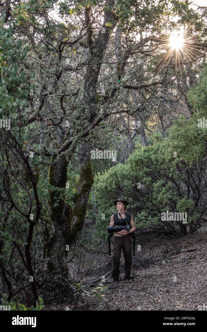 A female hiker in the dense understory of a madrone forest in Henry W ...