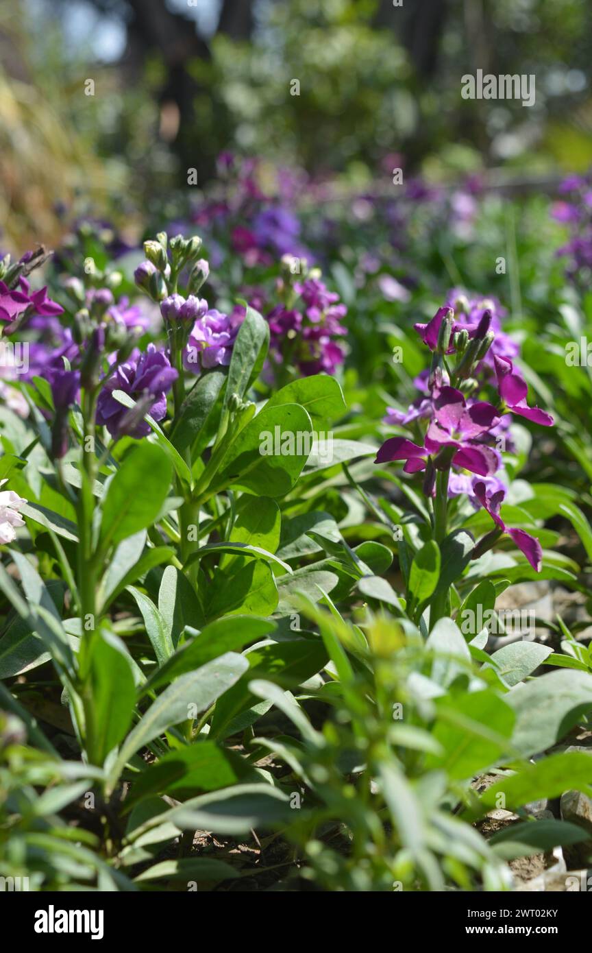 Red rose cast hi-res stock photography and images - Alamy