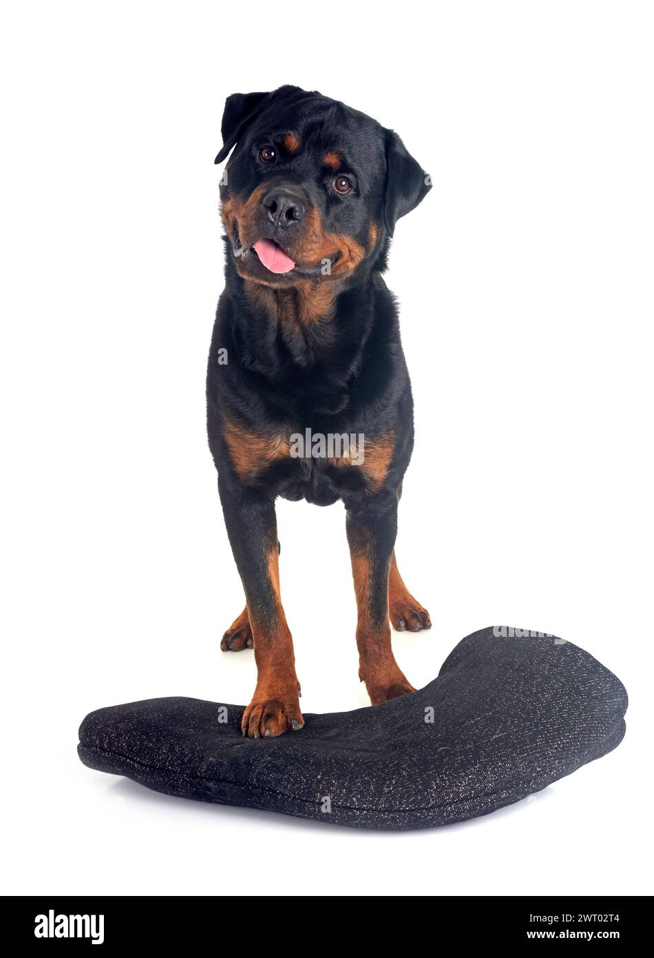 Dog education arm hi-res stock photography and images - Alamy