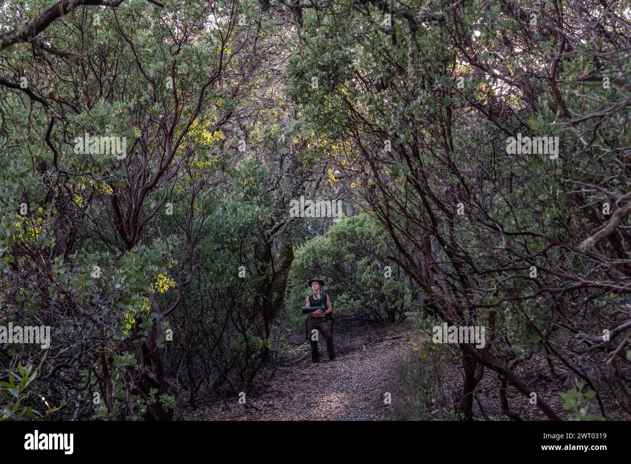 A female hiker in the dense understory of a madrone forest in Henry W ...