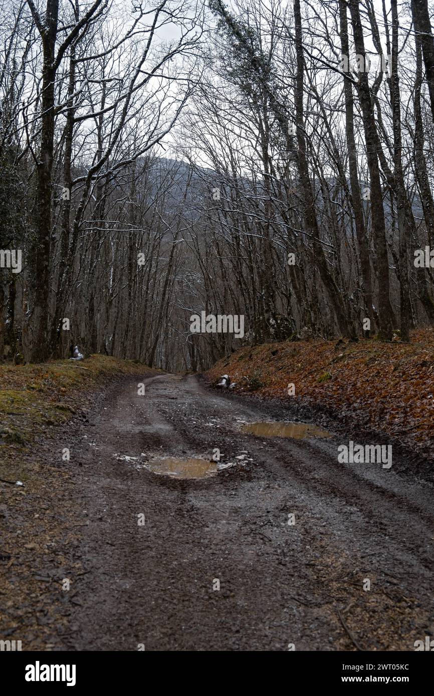 A road in the autumn winter forest. Atmospheric natural background. The ...