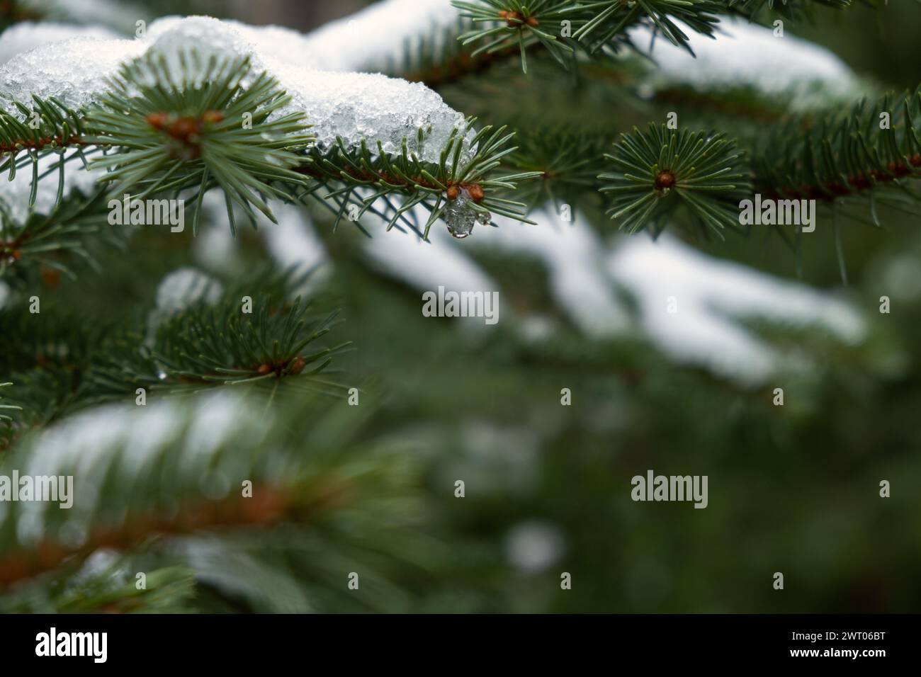 Spruce branch snow. Winter natural texture. A snow-covered branch in ...