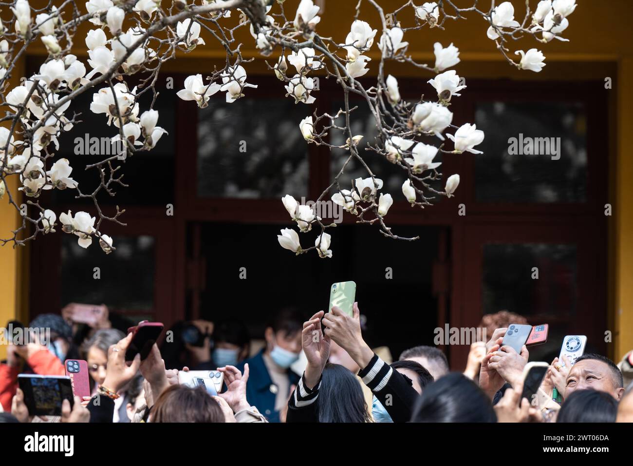 A 500-year-old magnolia tree is in full blossom, attracting crowds at ...