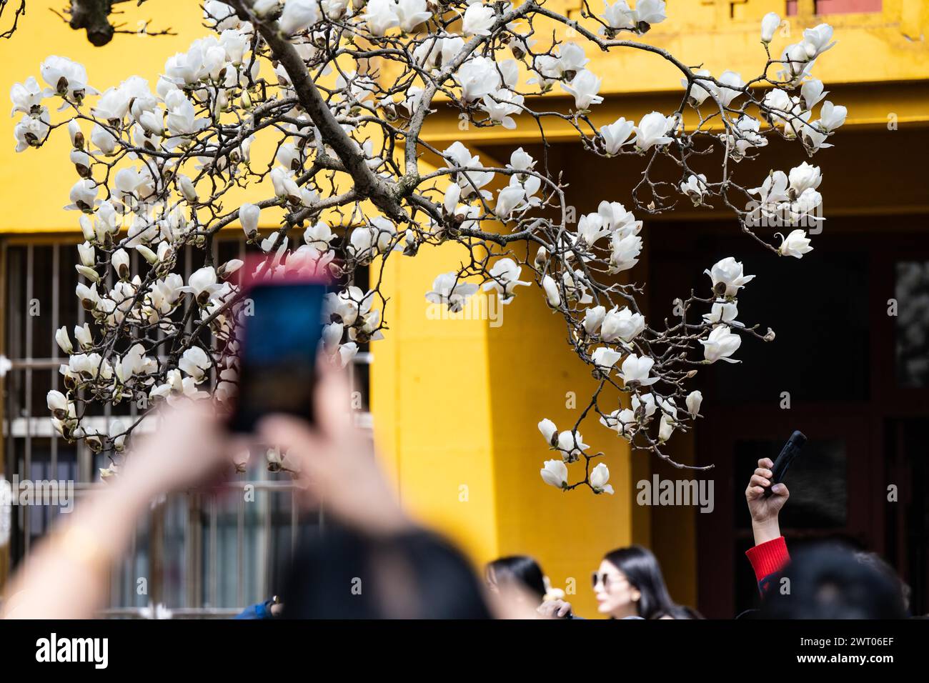 A 500-year-old magnolia tree is in full blossom, attracting crowds at ...