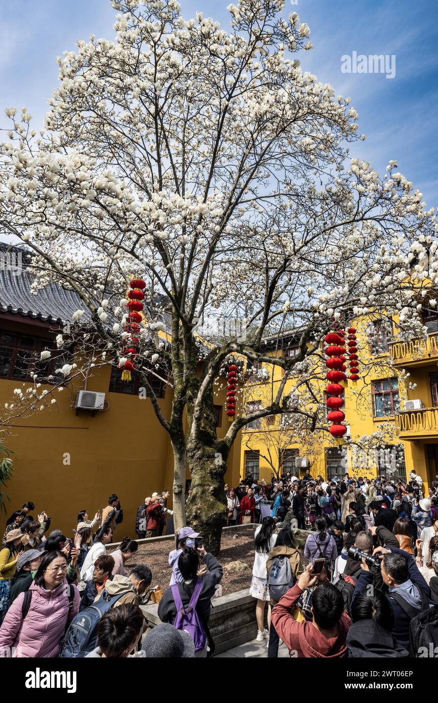 A 500-year-old magnolia tree is in full blossom, attracting crowds at ...