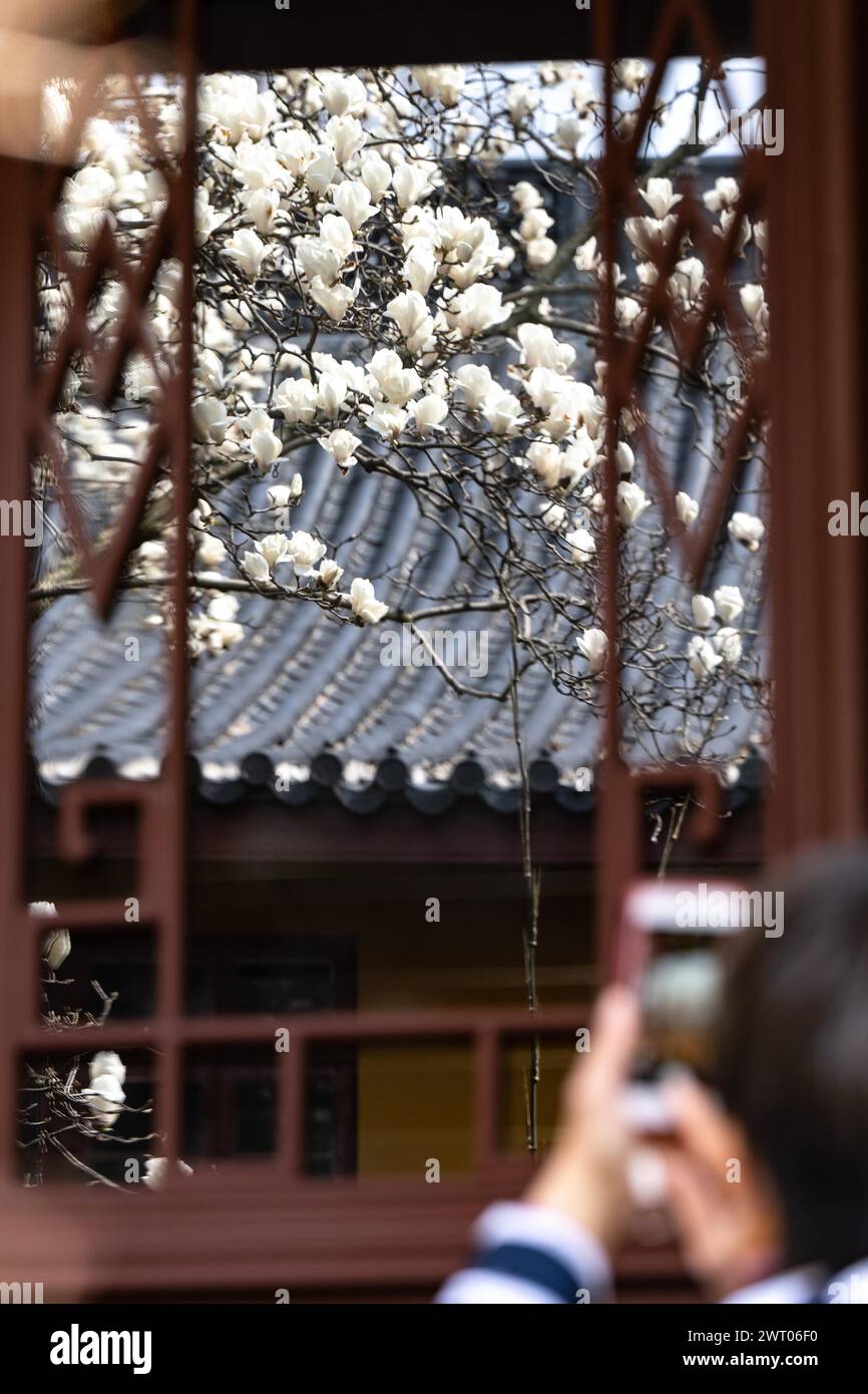 A 500-year-old magnolia tree is in full blossom, attracting crowds at ...
