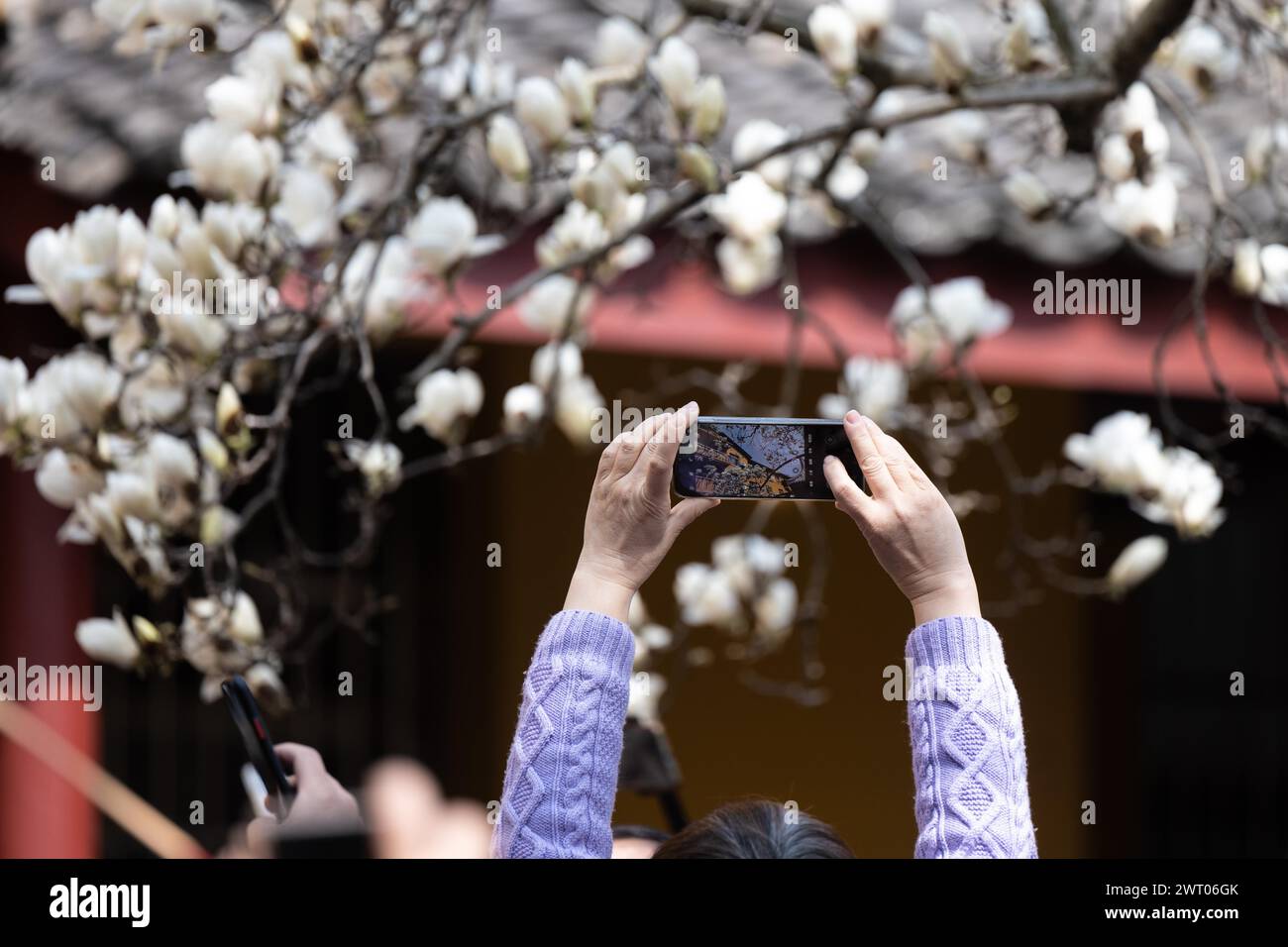 A 500-year-old magnolia tree is in full blossom, attracting crowds at ...
