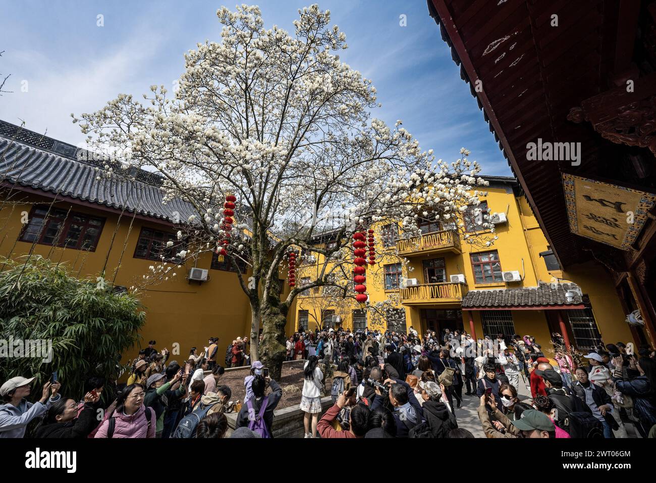 A 500-year-old magnolia tree is in full blossom, attracting crowds at ...