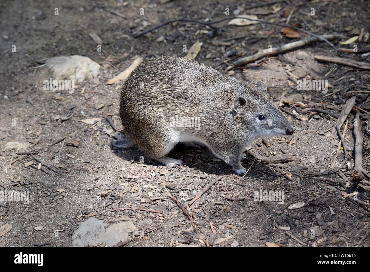 the Southern brown Bandicoots are about the size of a rabbit, and have ...