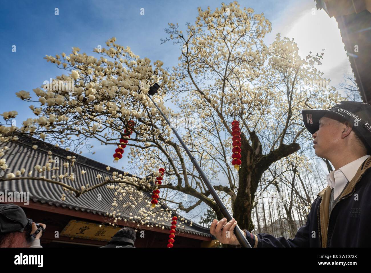 A 500-year-old magnolia tree is in full blossom, attracting crowds at ...
