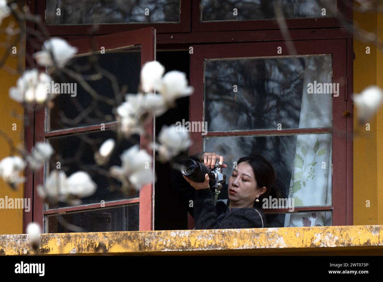 A 500-year-old magnolia tree is in full blossom, attracting crowds at ...