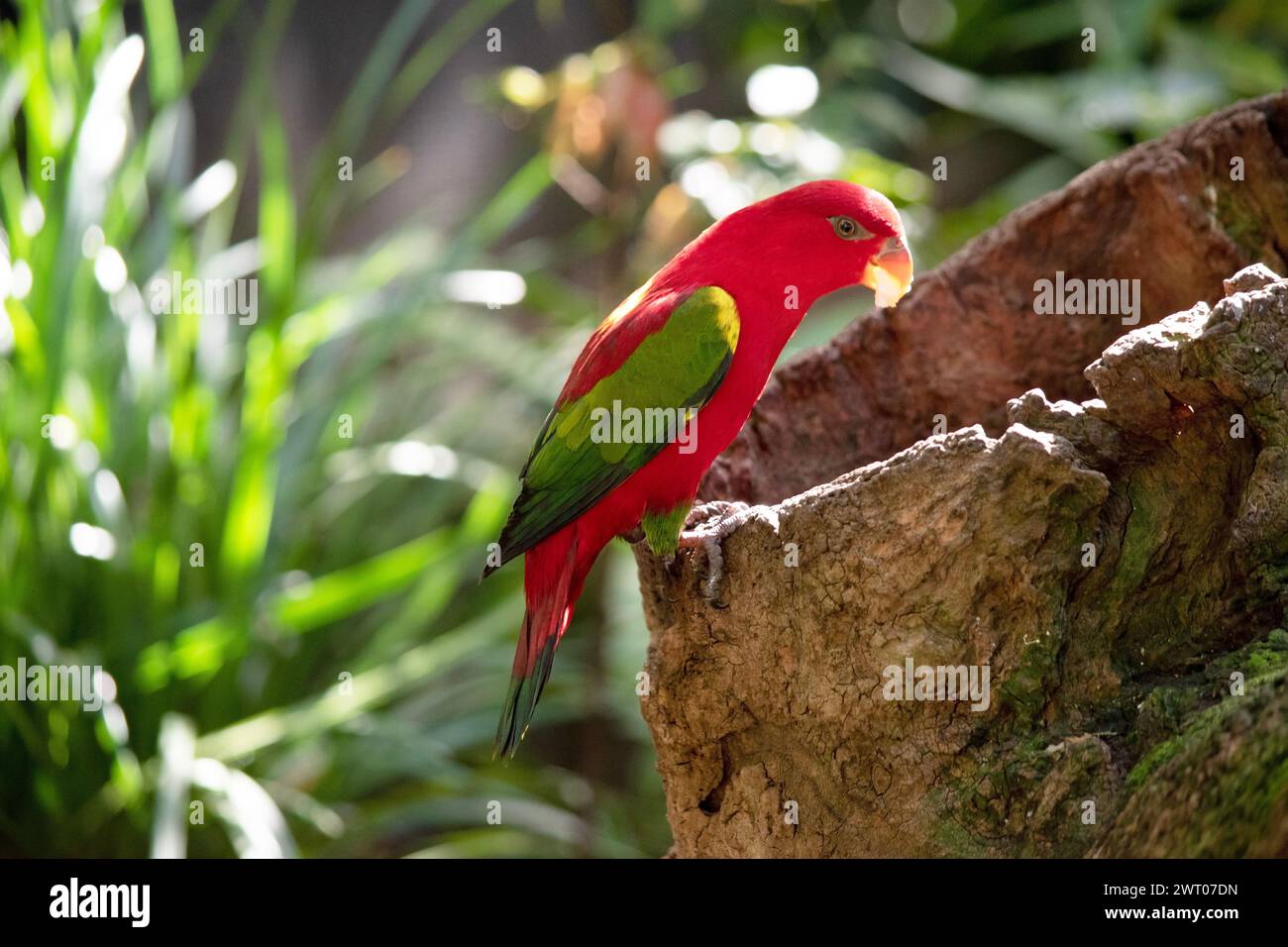The chattering lory has a red body and a yellow patch on the mantle ...