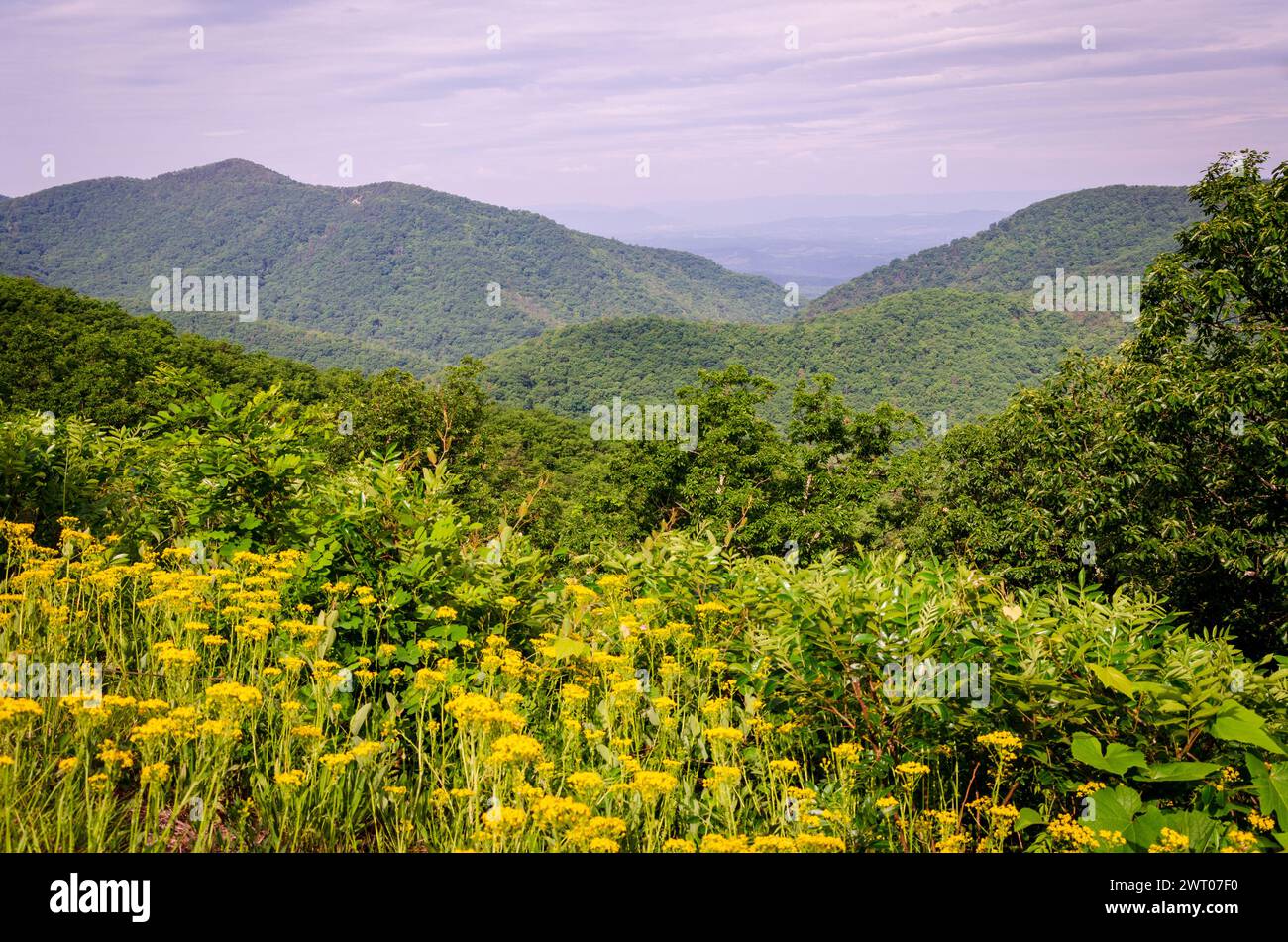 Summer Time Overlook at The Blue Ridge Parkway, National Parkway and ...