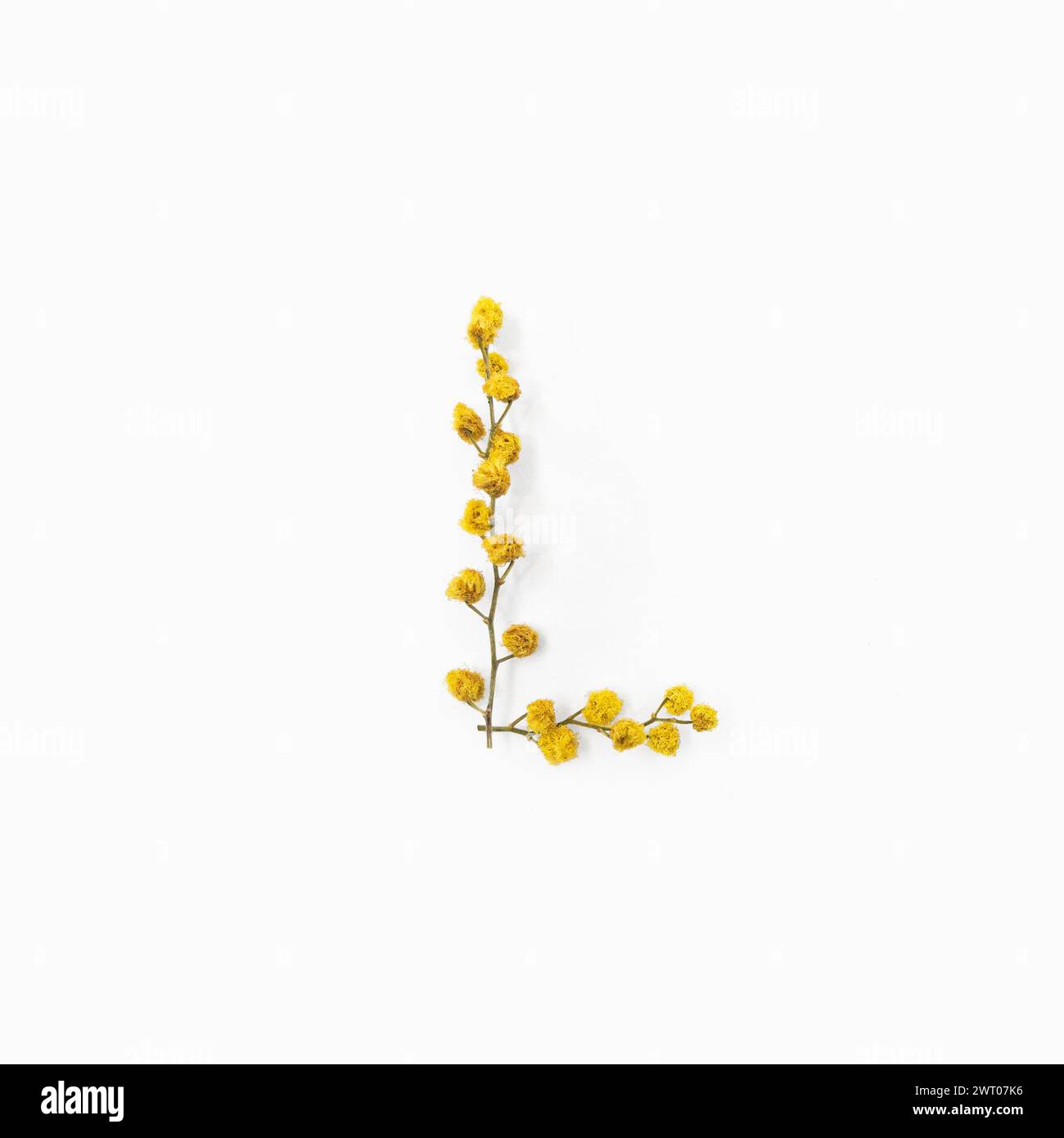 Flower letters. Letter L made from flowers mimosa yellow. Minimalism ...