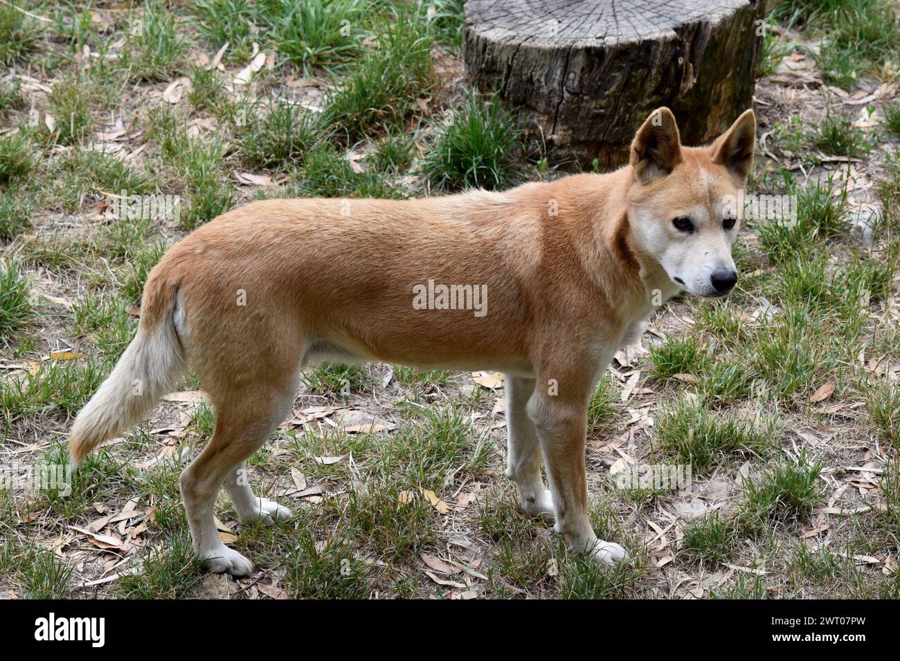 Dingos have a long muzzle, erect ears and strong claws. They usually ...
