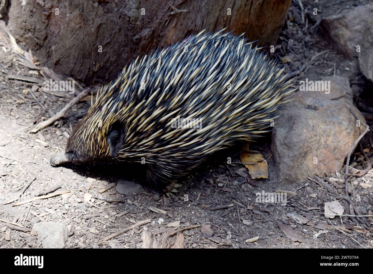 the short nosed has strong-clawed feet and spines on the upper part of ...
