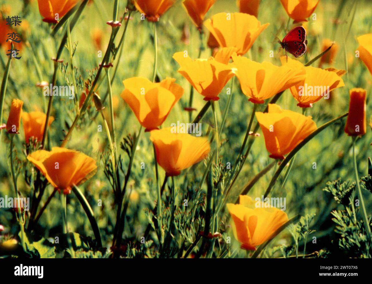 Yellow poppies bloom amidst green grass with fluttering butterflies ...