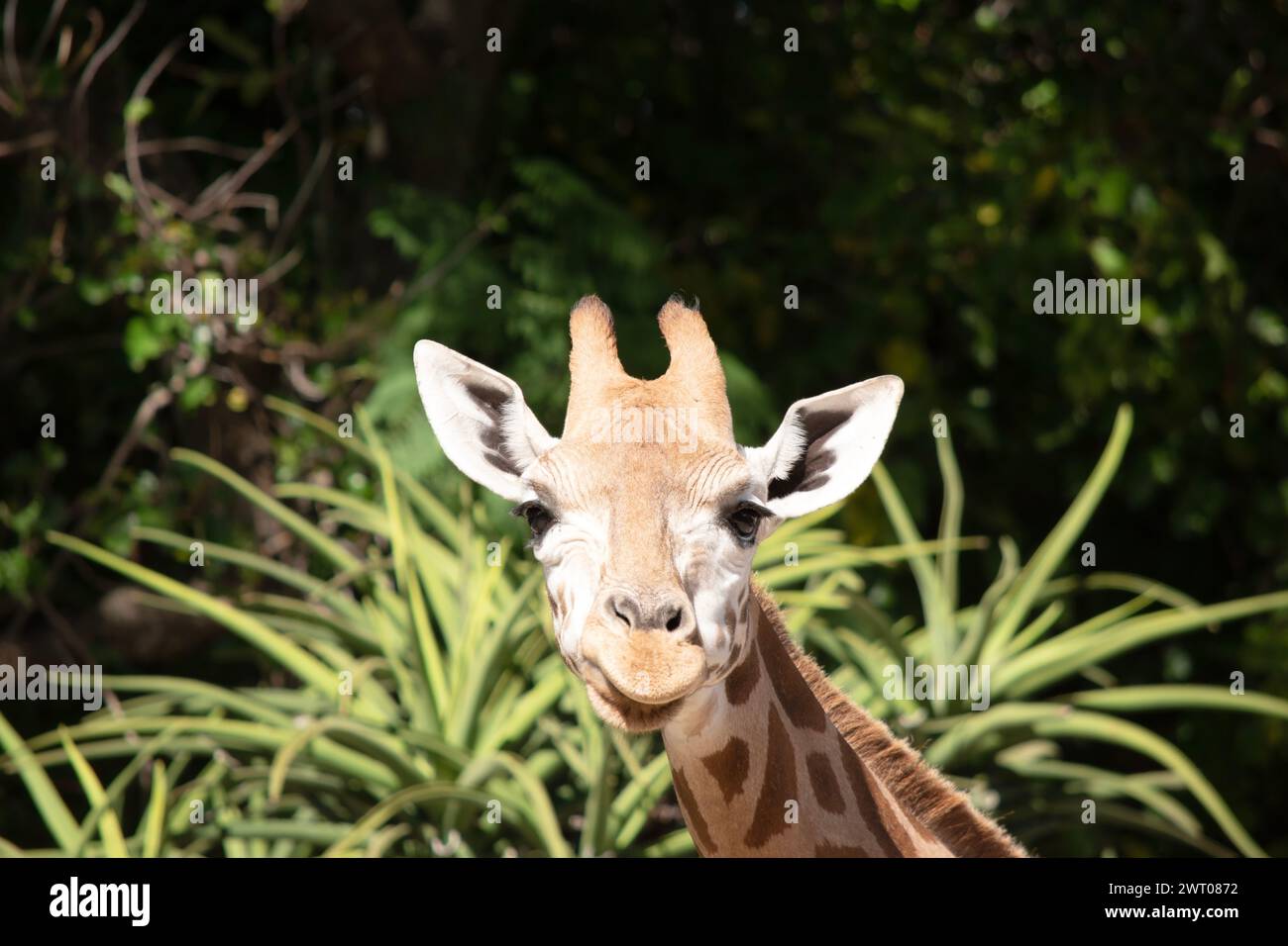 The giraffe is the tallest of all mammals. The legs and neck are ...